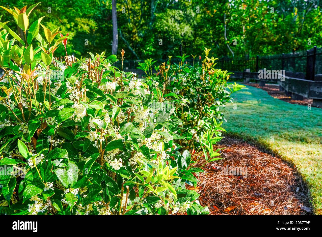 Tea Olive Shrub Stock Photo - Alamy