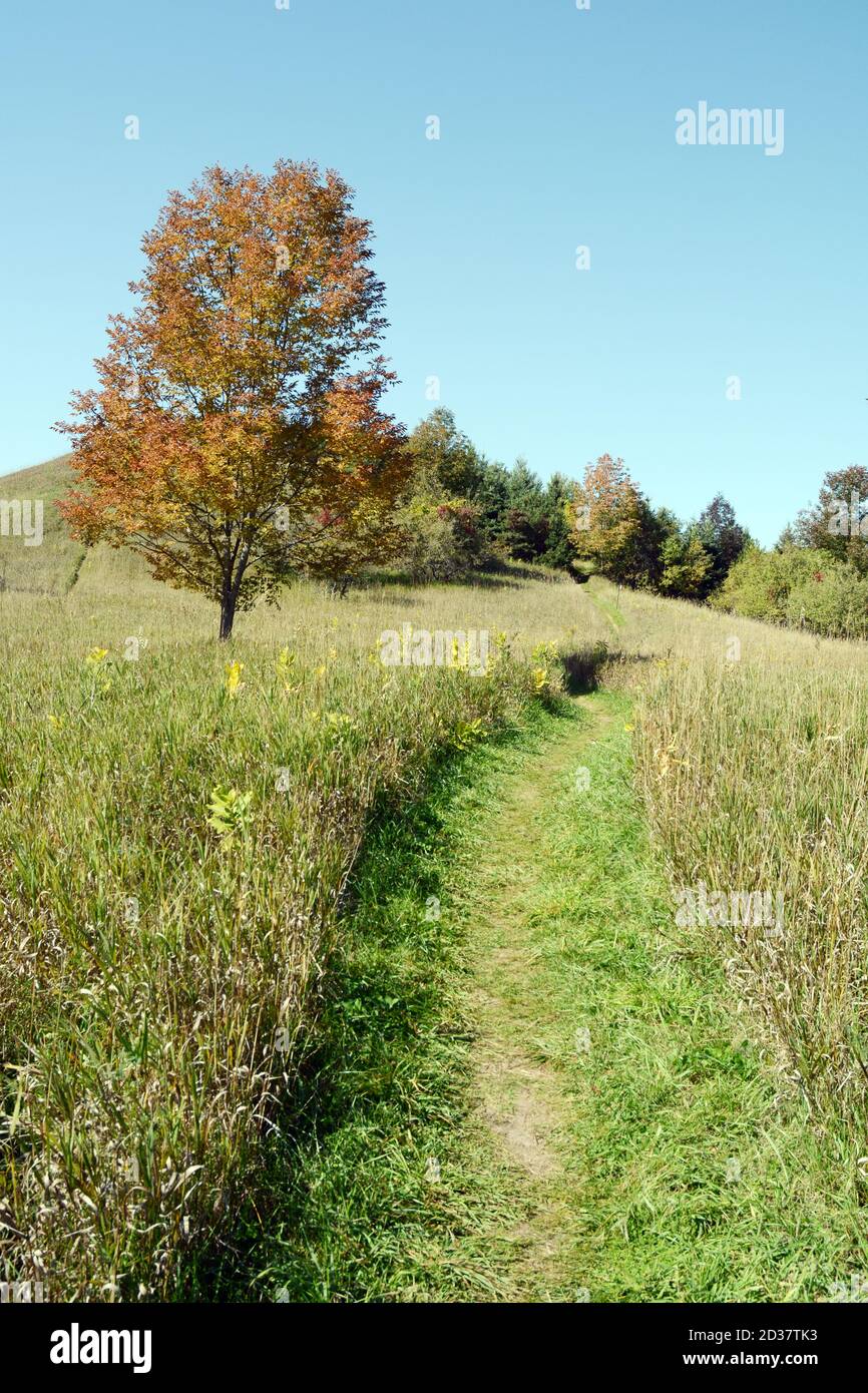 The Bruce Trail hiking path running through a clearing and field of ...