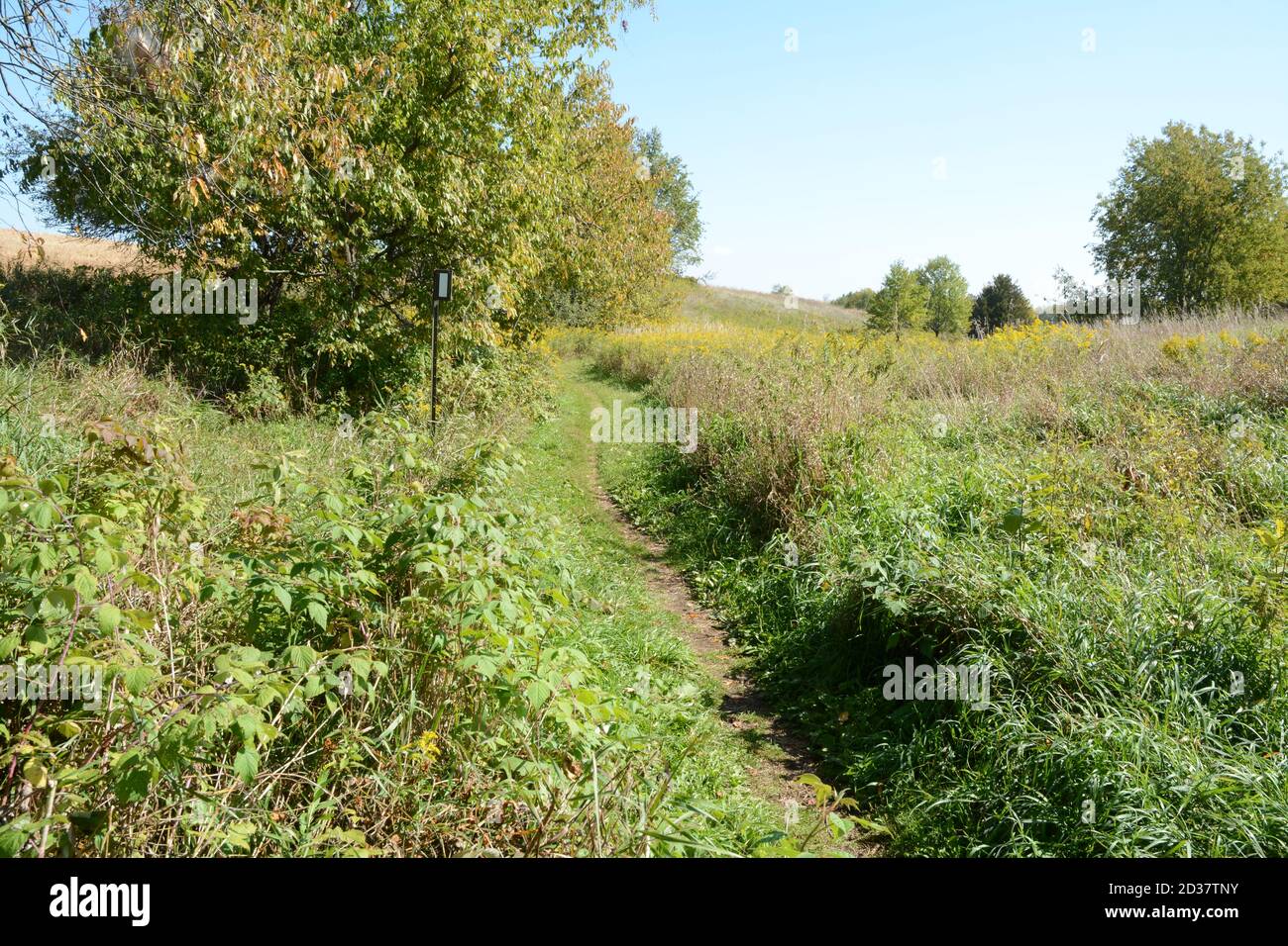 The Bruce Trail hiking path running through a clearing and field of ...