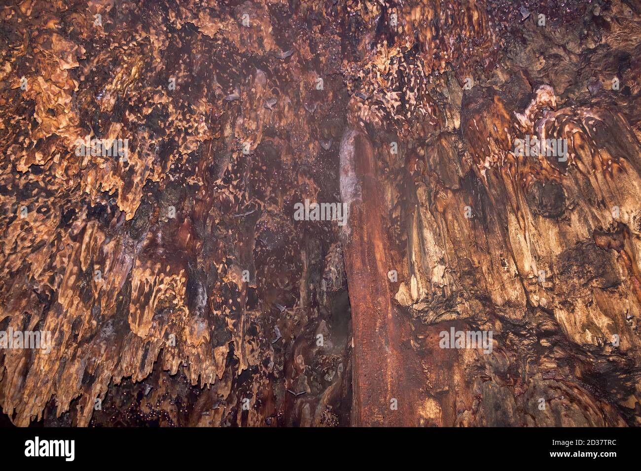 Tens of thousands of bats in huge caves in Southeast Asia. Animals hang ...
