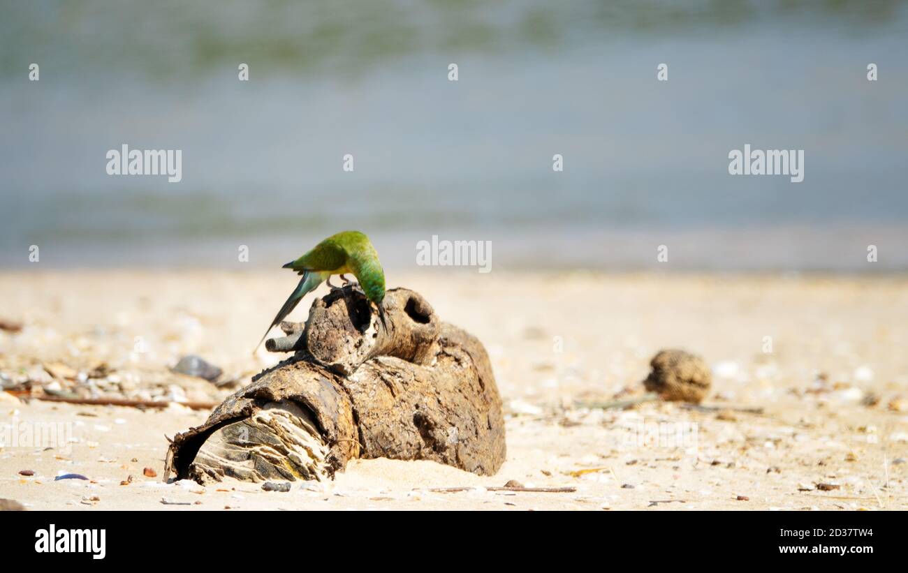 Blue-tailed Bee-eater (Merops philippinus) sits on a beautiful root ...