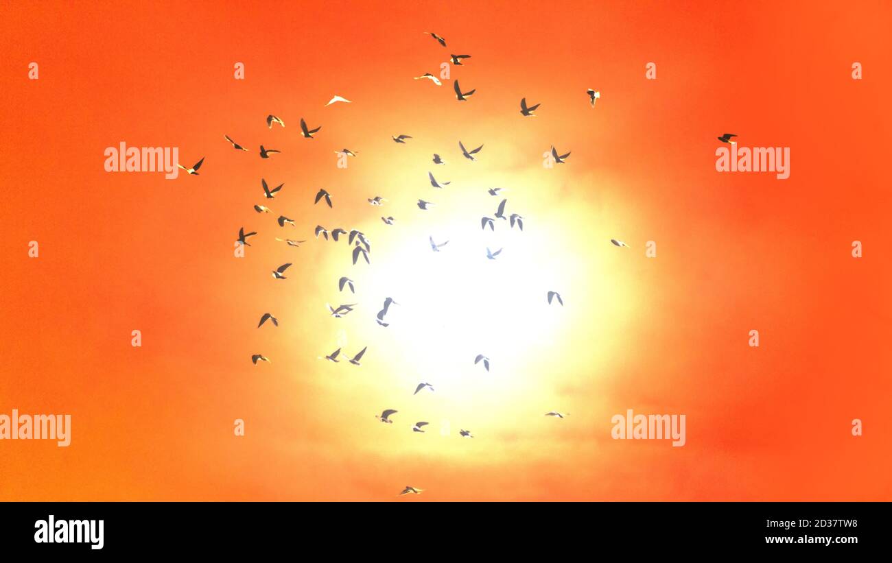 Swarm of doves hi-res stock photography and images - Alamy