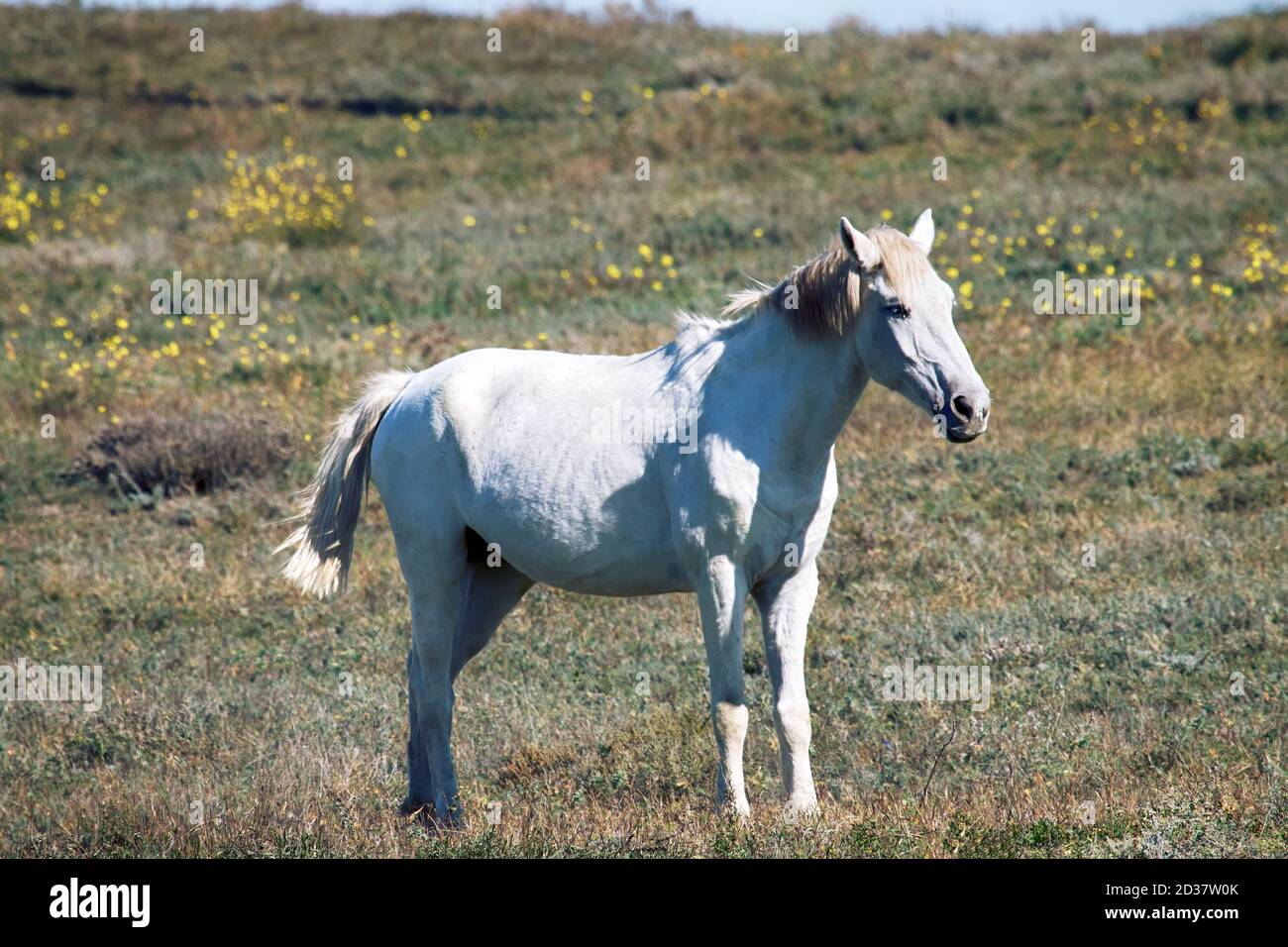 Horse Galloping Herd Tail High Resolution Stock Photography and Images ...