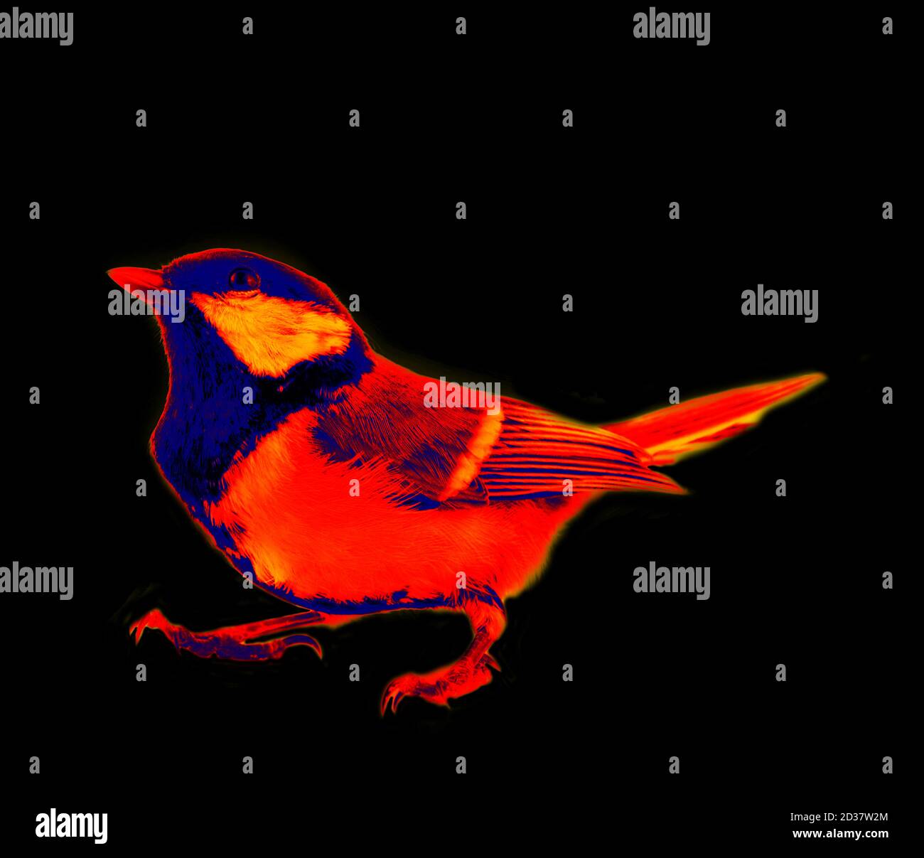 titmouse park bird in scientific high-tech thermal imager on black ...