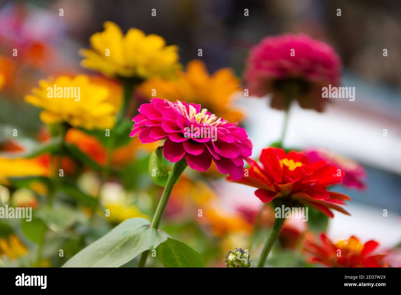 Marigolds and other northern ornamental flowers grow in flower beds in ...