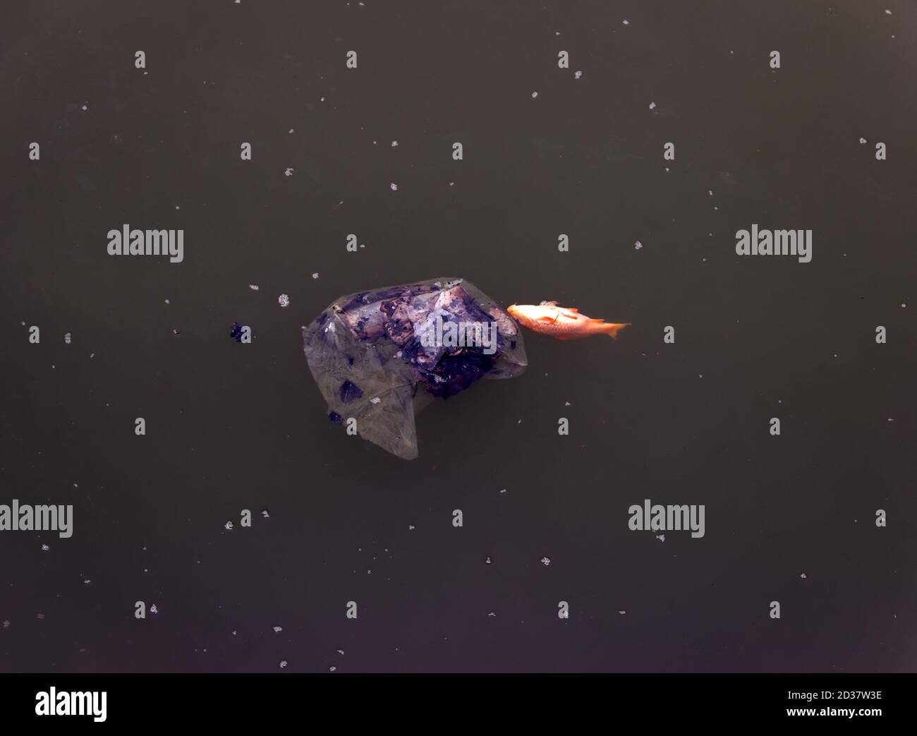 Dead carp in the pond surrounded by household garbage, plastic. Fish ...