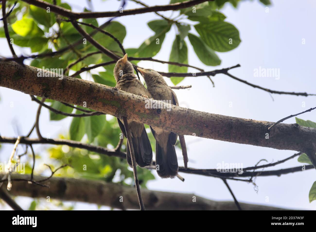 Mating interactions, pair-bonding: mutual cleaning of the plumage ...