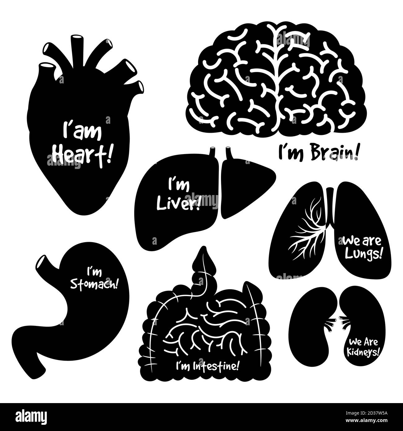 Human Internal Organs High Resolution Stock Photography and Images - Alamy