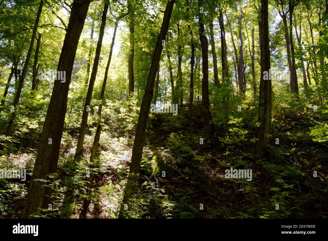 A deciduous forest and undergrowth of ferns in autumn along the Bruce ...