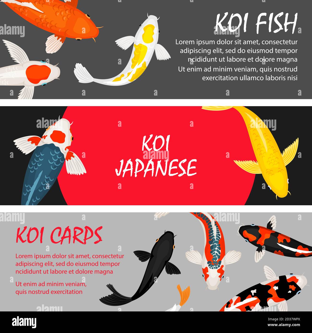 Koi fishes vector banners of set template. Fish japan traditional ...