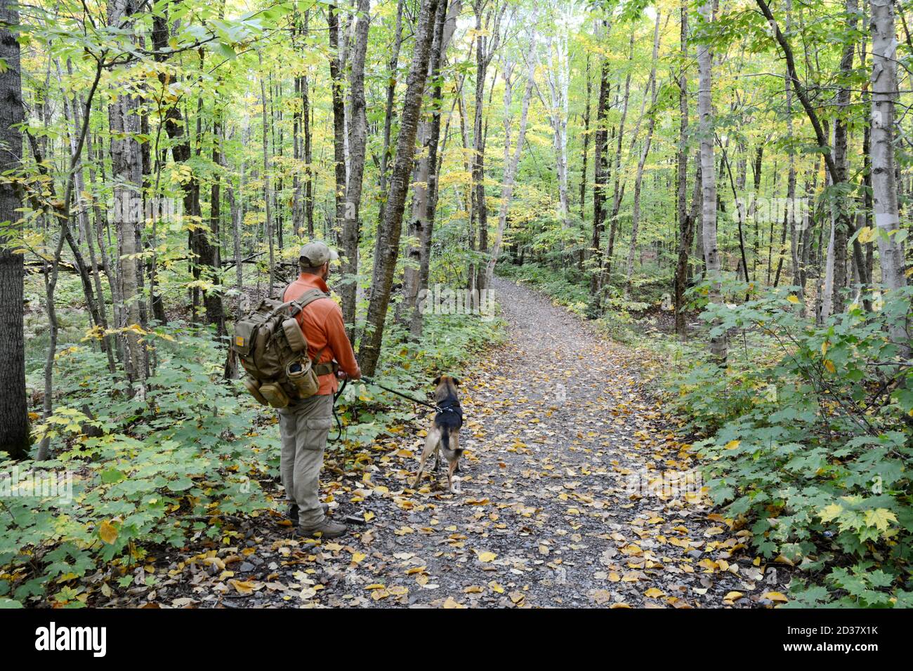 A man walks his dog through the autumn tree colours on The Crack Trail ...
