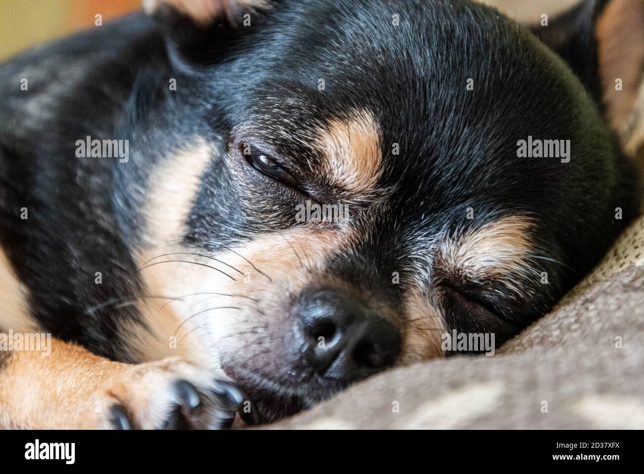 Close up photo of sleepy and tired chihuahua god Stock Photo - Alamy