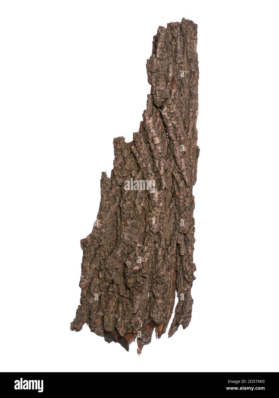 Tree bark on white Stock Photo - Alamy