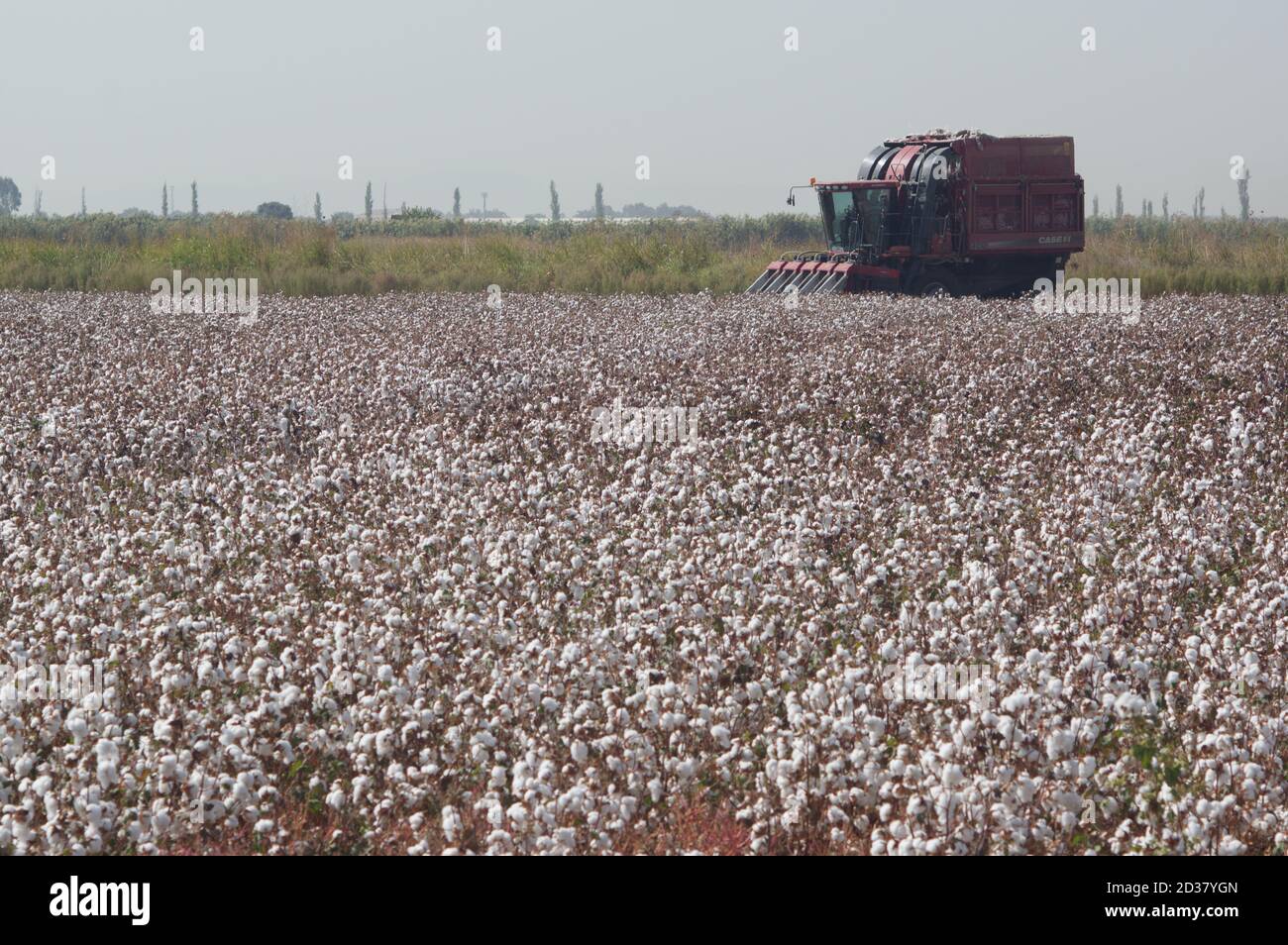 Cotton harvesting, Izmir Province, Turkey Stock Photo - Alamy