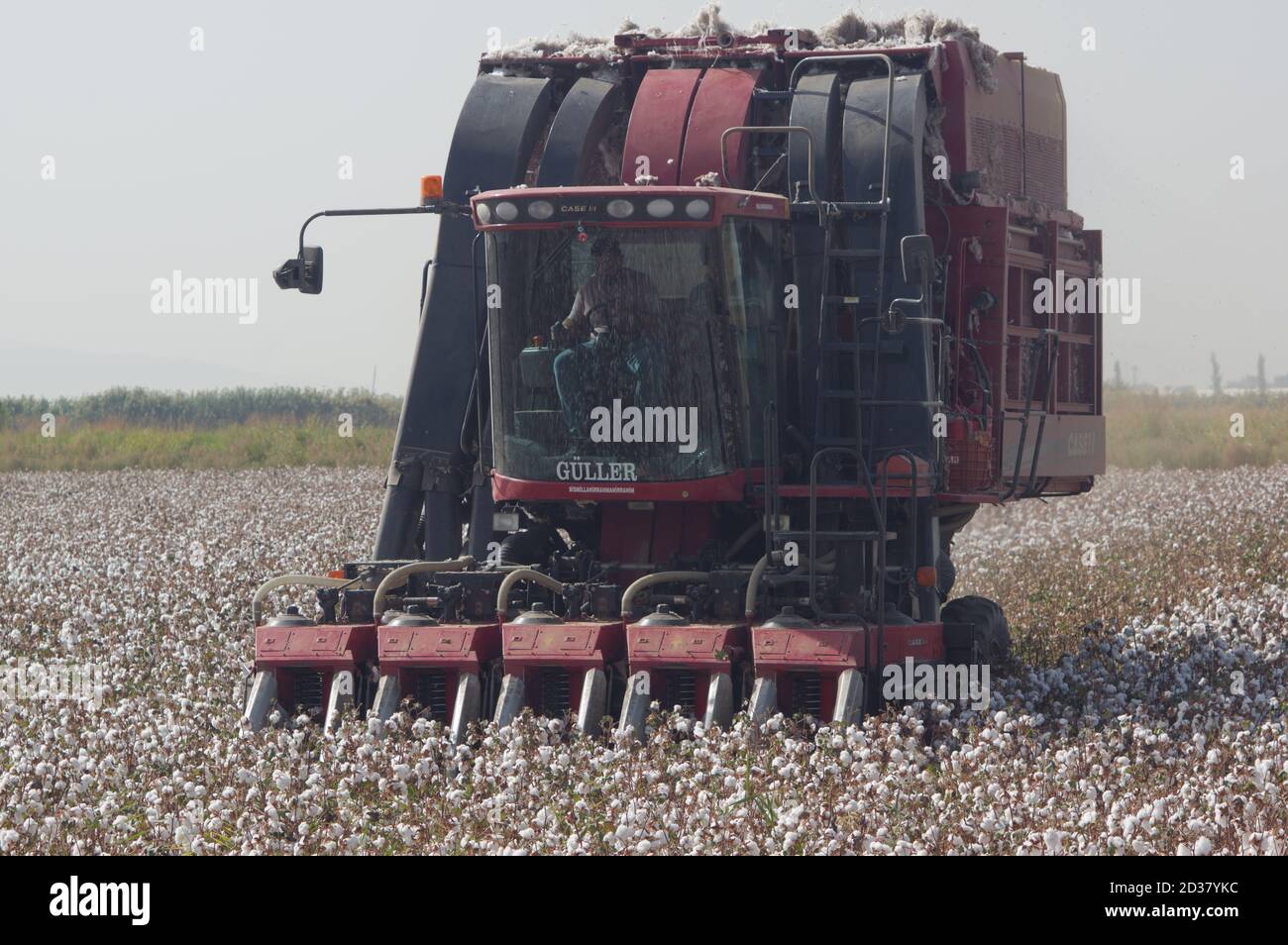 Cotton harvesting, Izmir Province, Turkey Stock Photo - Alamy