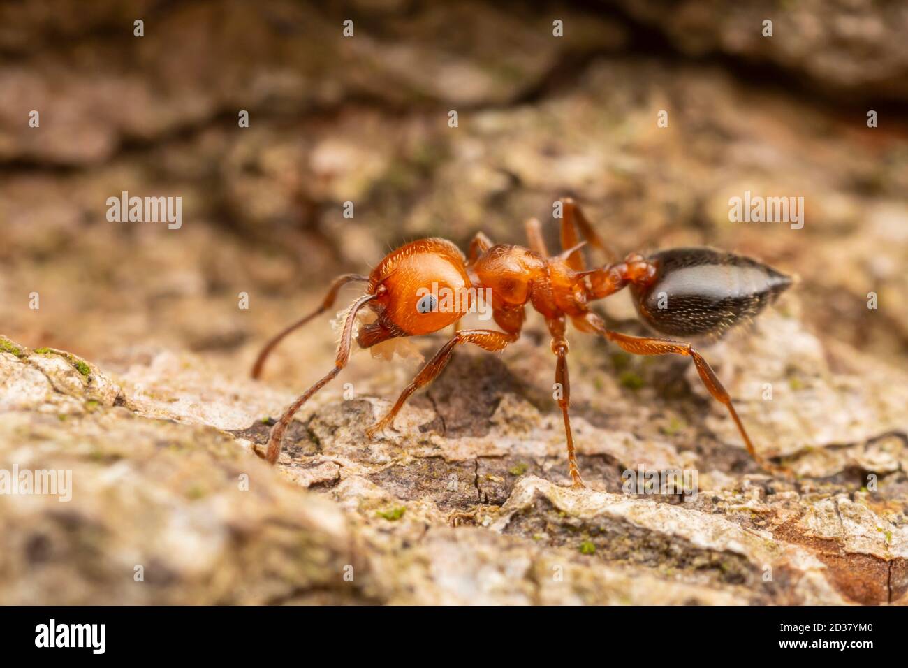 Acrobat Ant (Crematogaster laeviuscula Stock Photo - Alamy