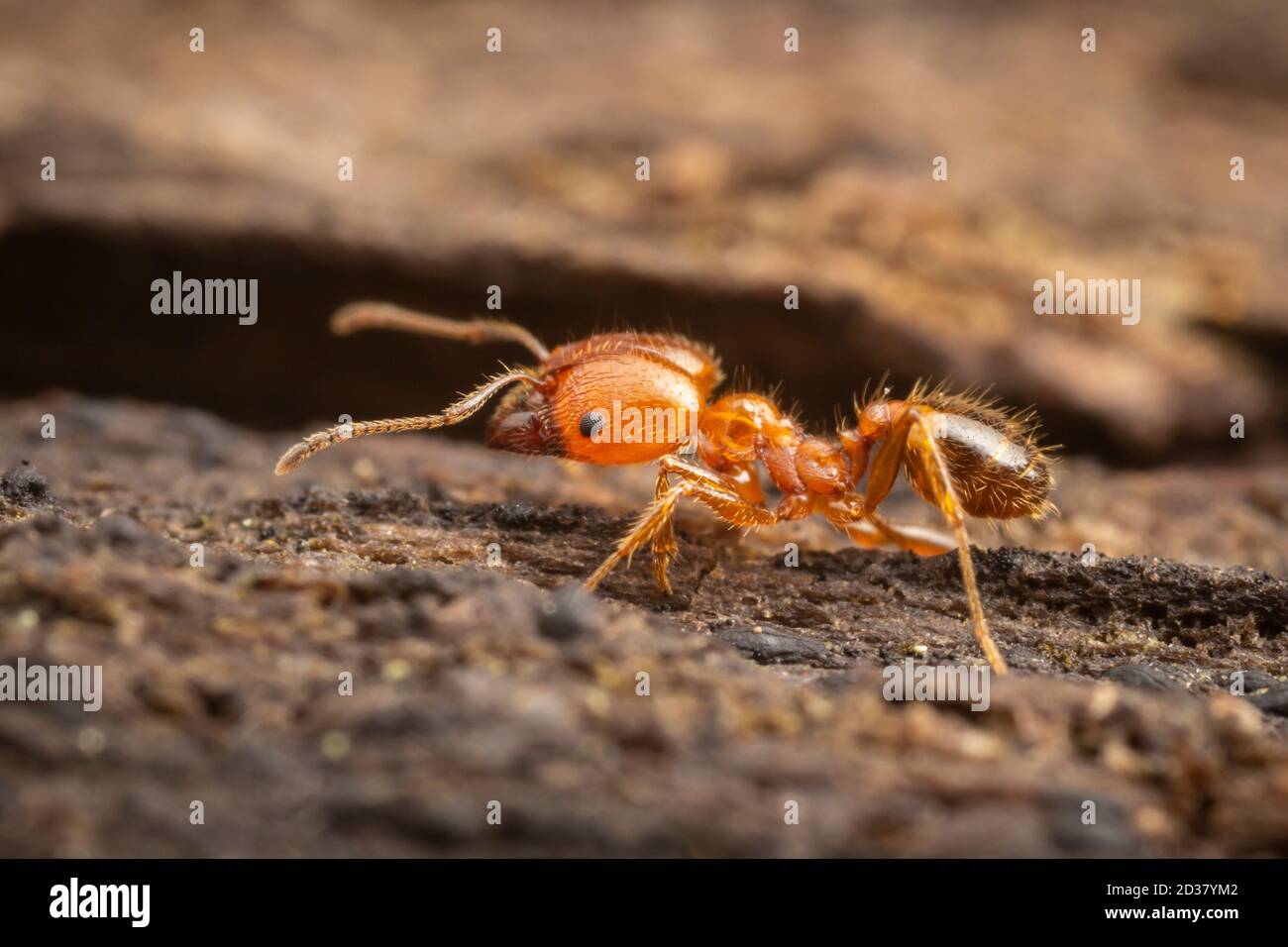 Big-headed Ant (Pheidole dentata Stock Photo - Alamy