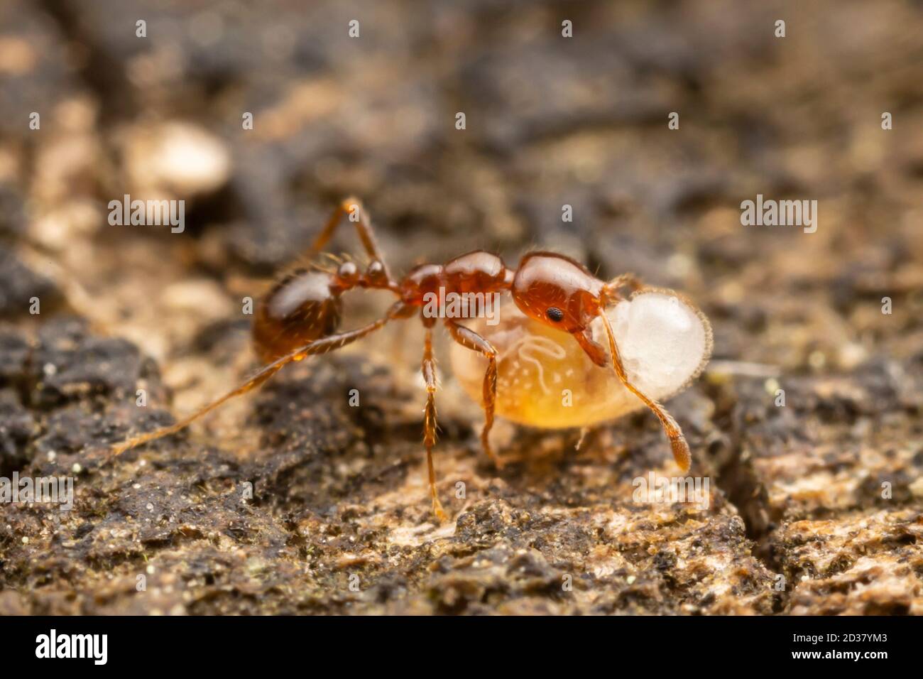 A Red Imported Fire Ant (Solenopsis invicta) worker relocates a pupa ...