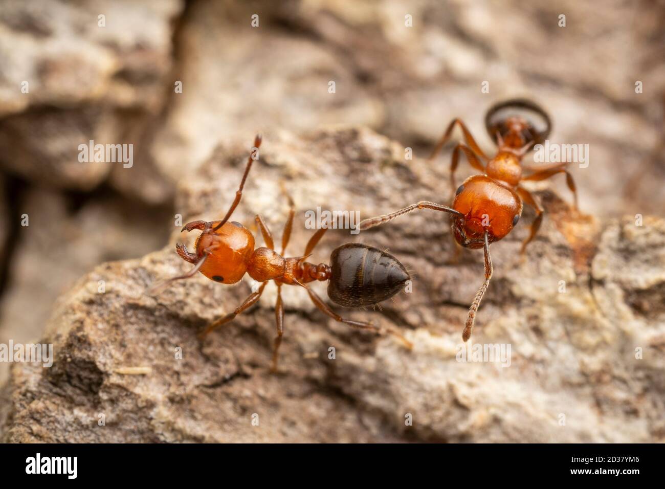 Acrobat Ants