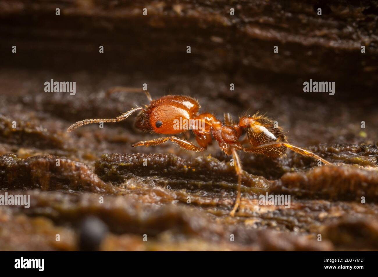 Major worker ant hi-res stock photography and images - Alamy