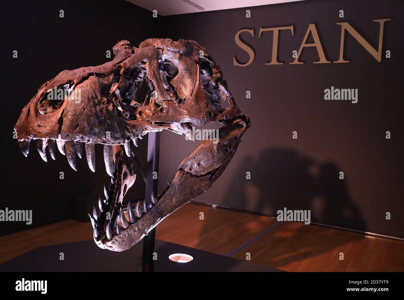 October 7, 2020, New York, New York, USA - A near-complete specimen of ...