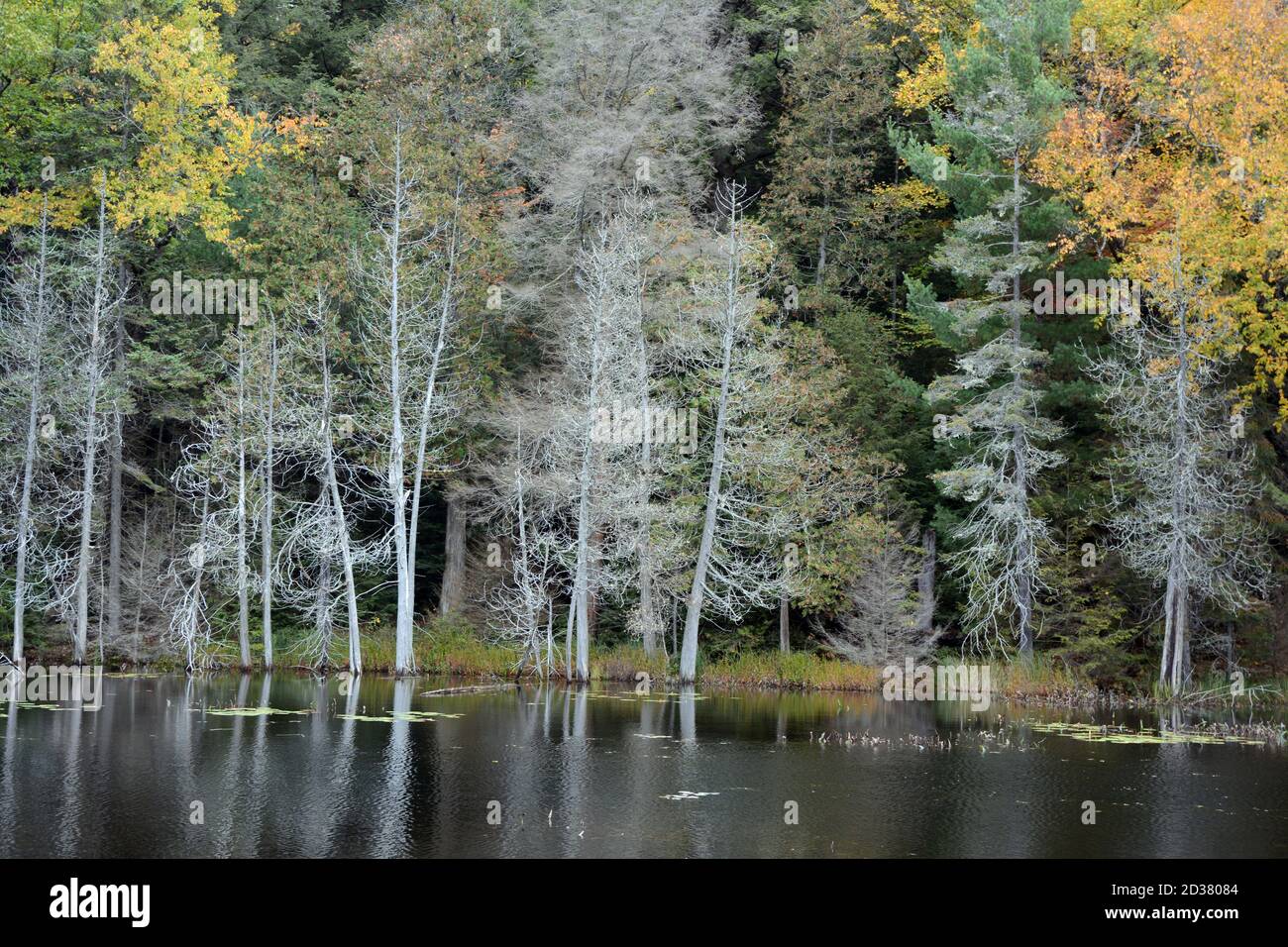 Autumn tree colours in a mixed coniferous and deciduous forest at Bell ...