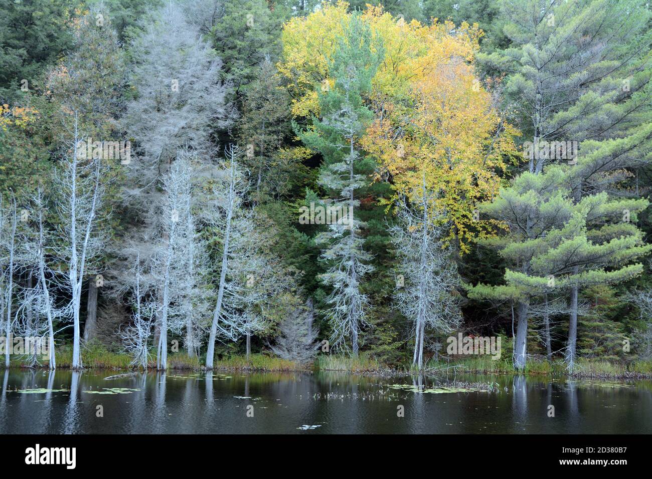 Autumn tree colours in a mixed coniferous and deciduous forest at Bell ...