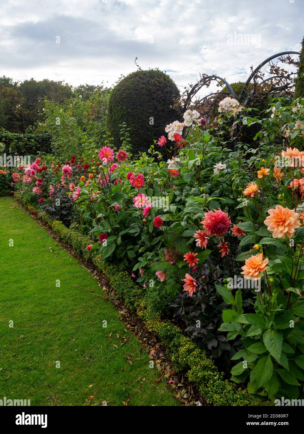 Chenies Manor garden in September. Dahlia varieties including,"Mr Frans ...