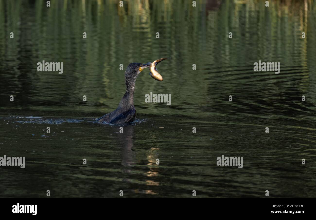 A cormorant (UK) catching a fish Stock Photo - Alamy