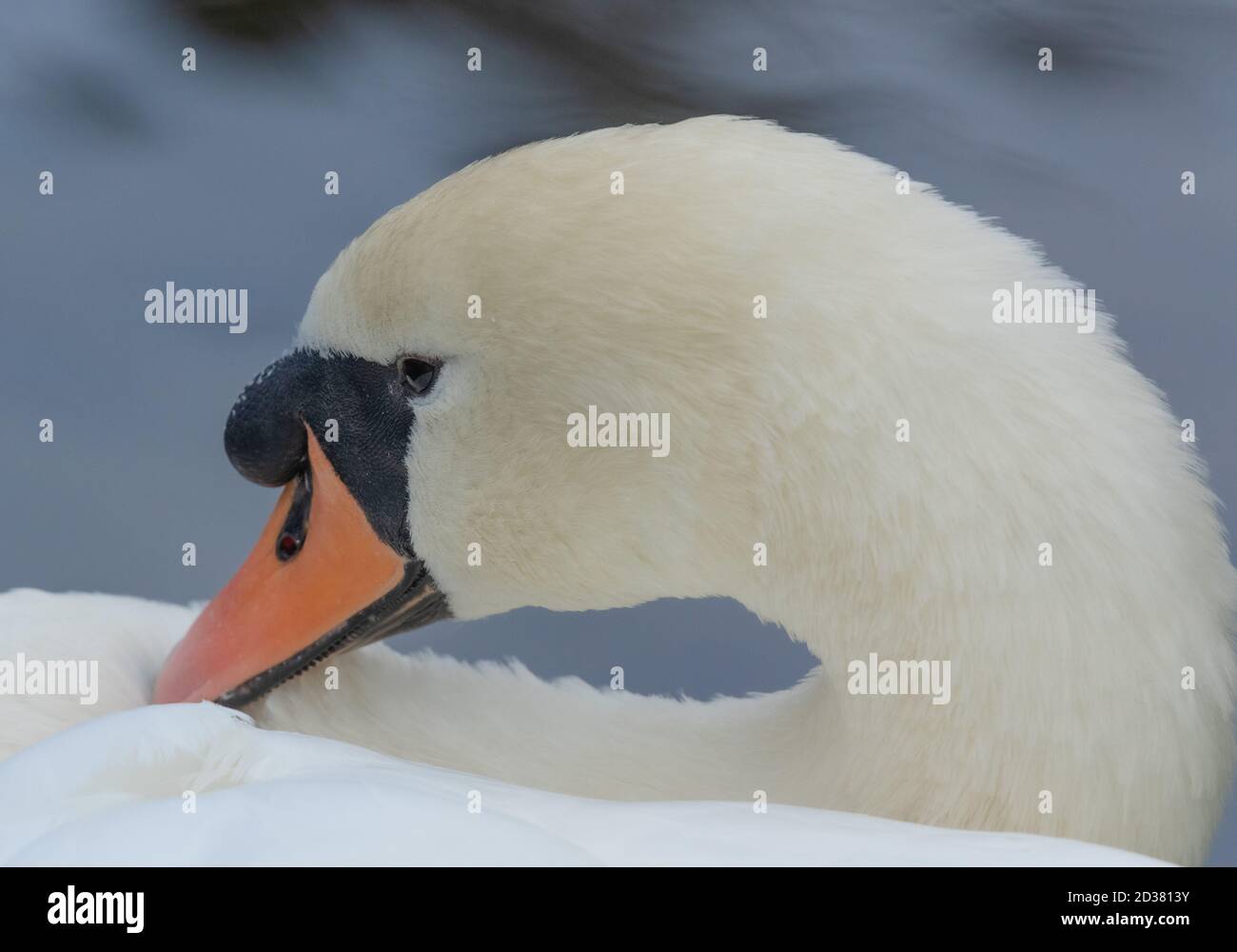 Swan eyes hi-res stock photography and images - Alamy