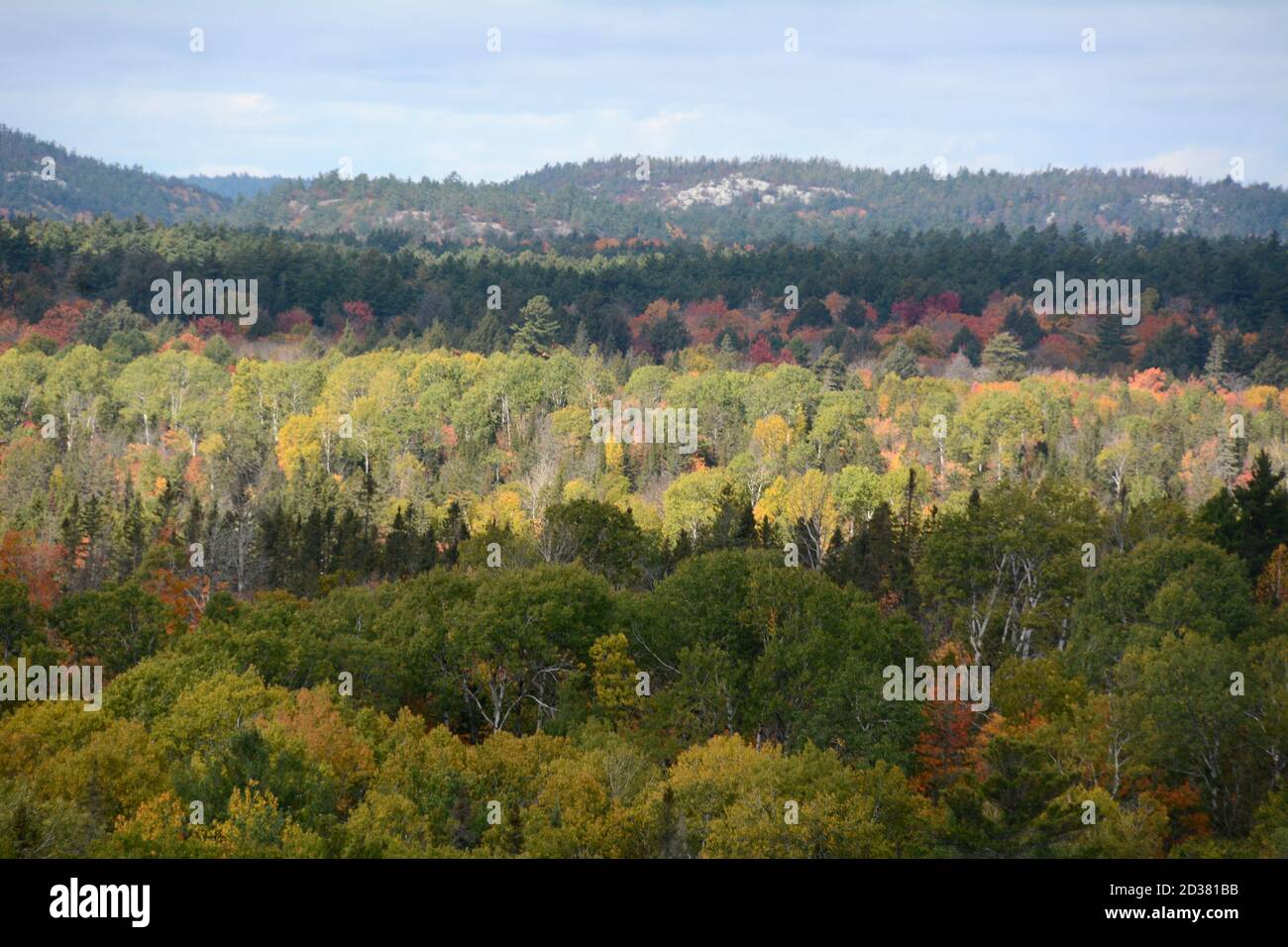 Autumn tree colours in a mixed coniferous and deciduous forest amid the ...