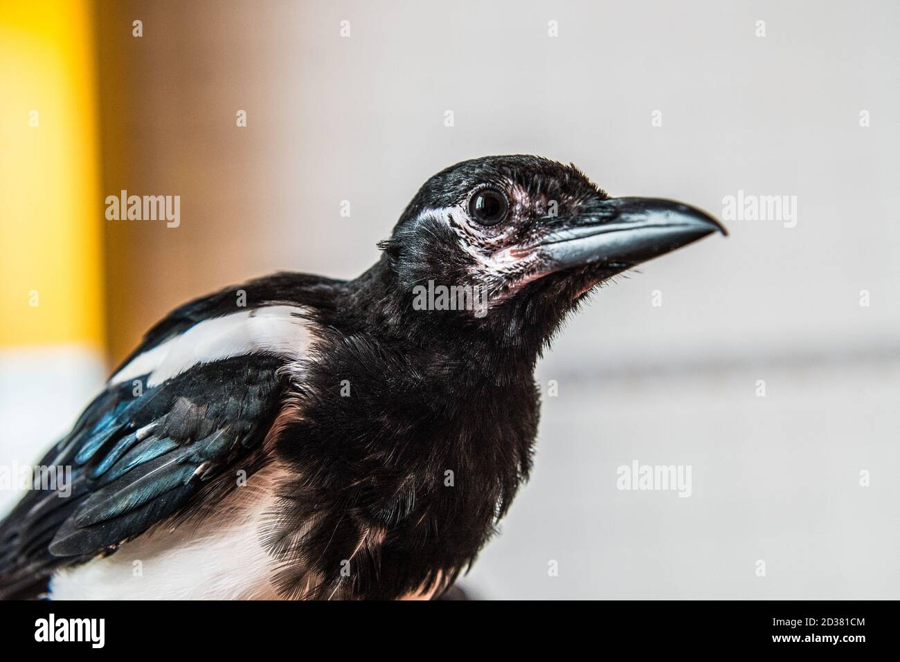 Baby magpie hi-res stock photography and images - Alamy