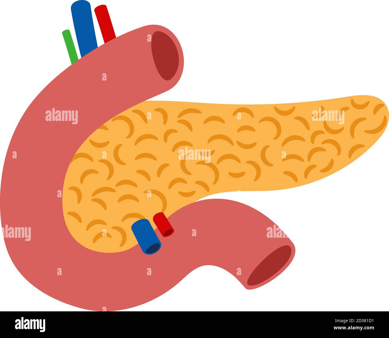 Human pancreas isolated on white background vector. Illustration of ...