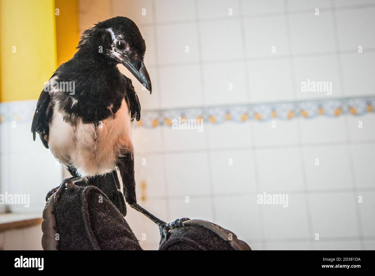 Playful magpie hi-res stock photography and images - Alamy