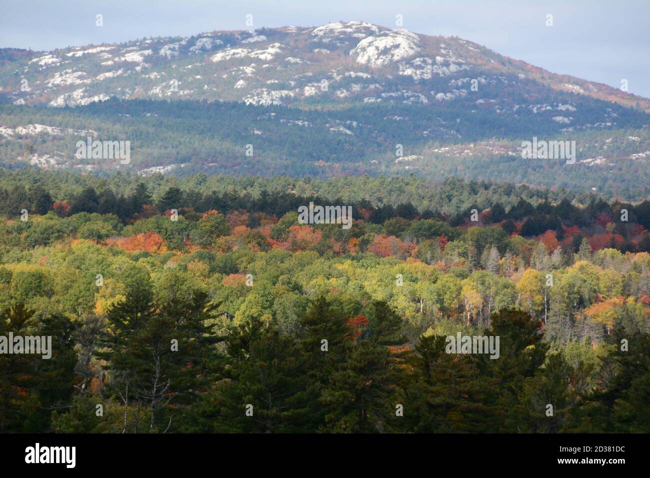 Autumn tree colours in a mixed coniferous and deciduous forest amid the ...