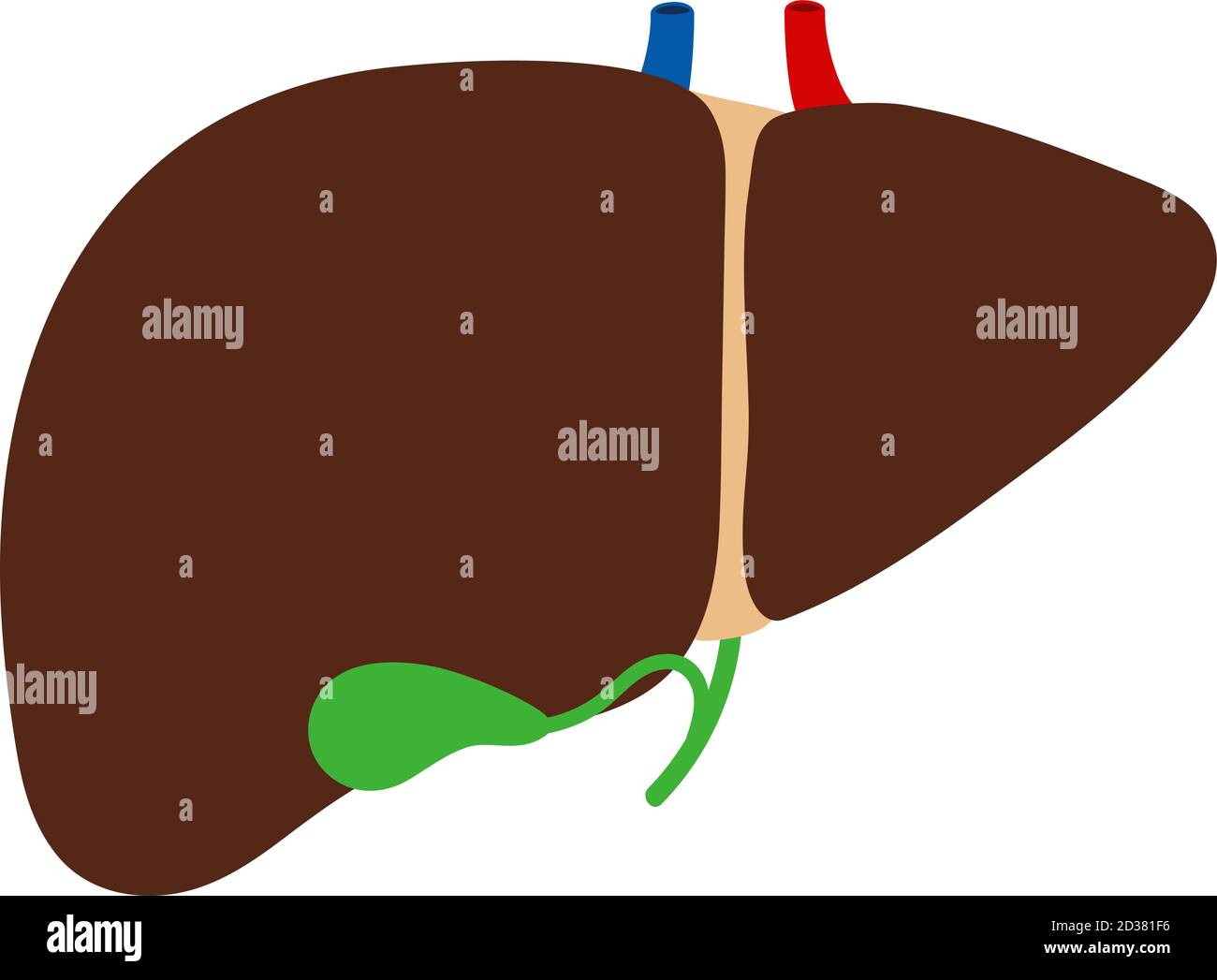 Liver and gallbladder isolated on white background vector. Main organ ...