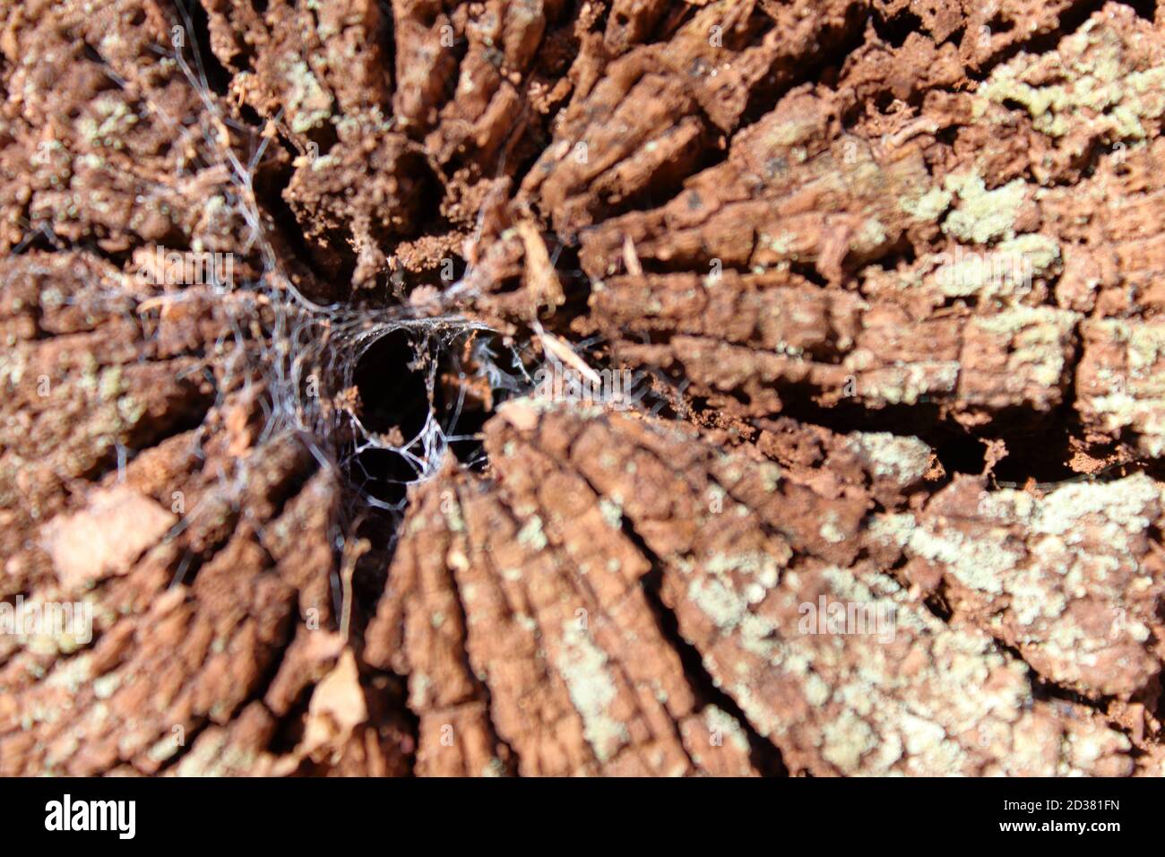 the burrow of a spider in the hole of a dry trunk Stock Photo - Alamy