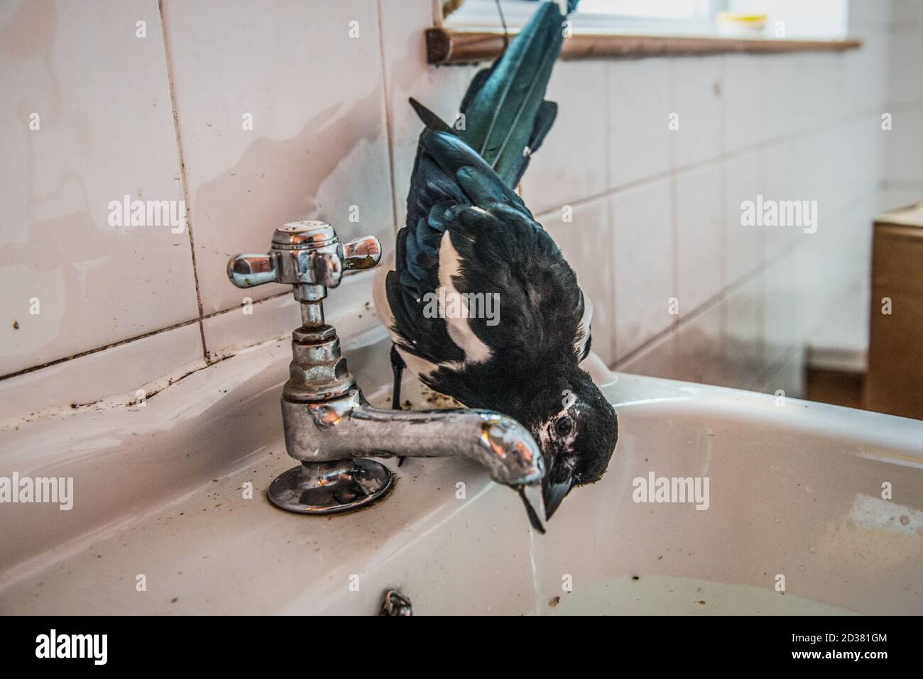 Tame fledgling magpie, rescued at a few days old living in a domestic ...