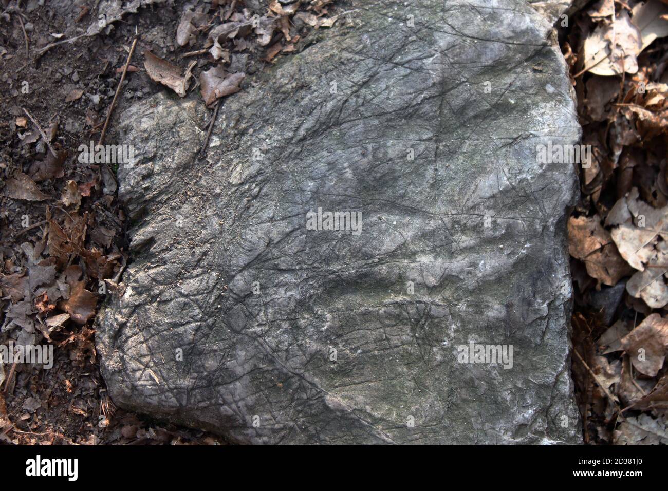 Alien skin, Elephant skin, Ryno skin, Mummy skin, skin texture ...