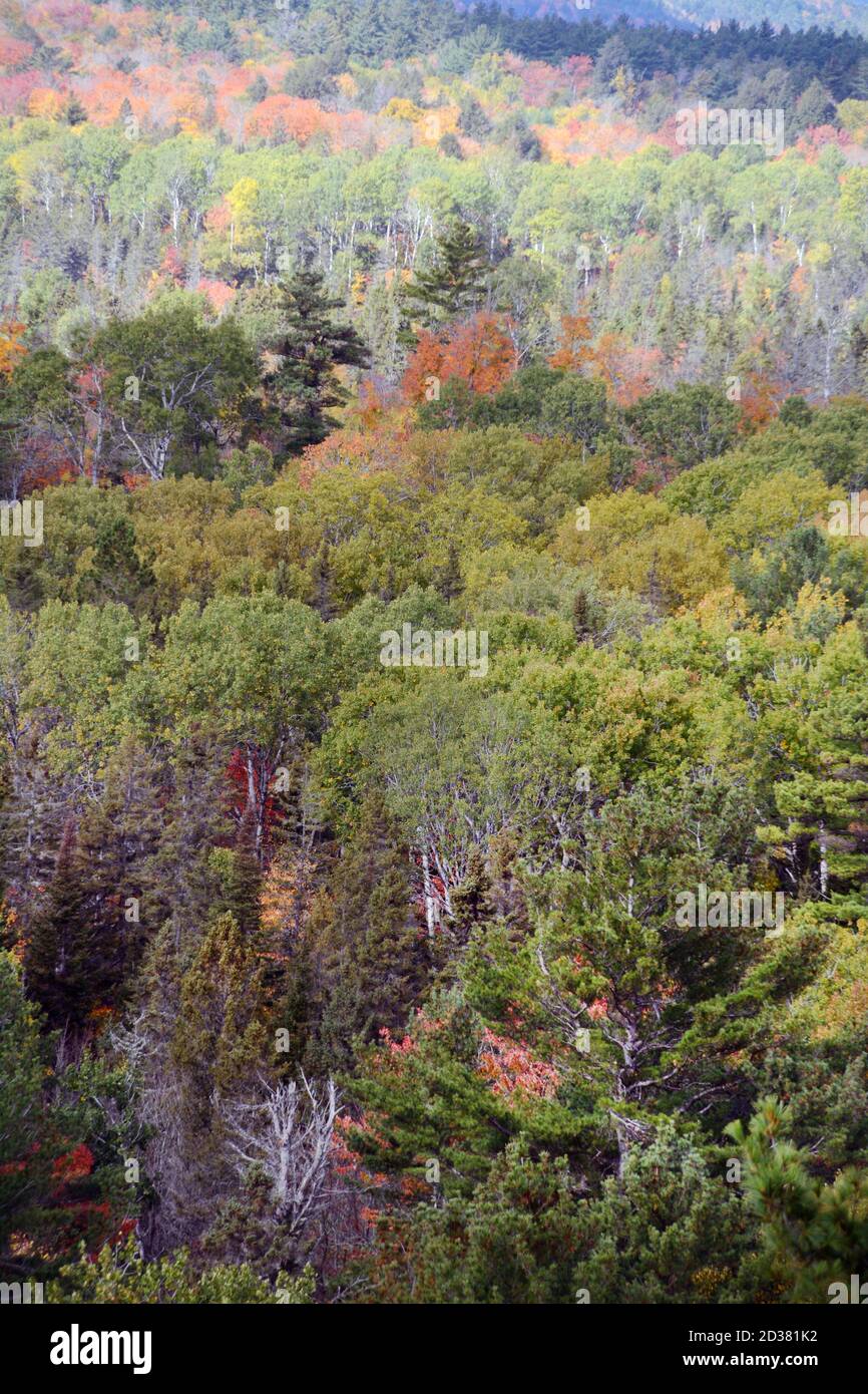 Autumn tree colours in a mixed coniferous and deciduous forest in ...