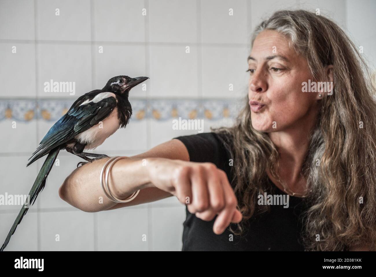 Baby magpie hi-res stock photography and images - Alamy