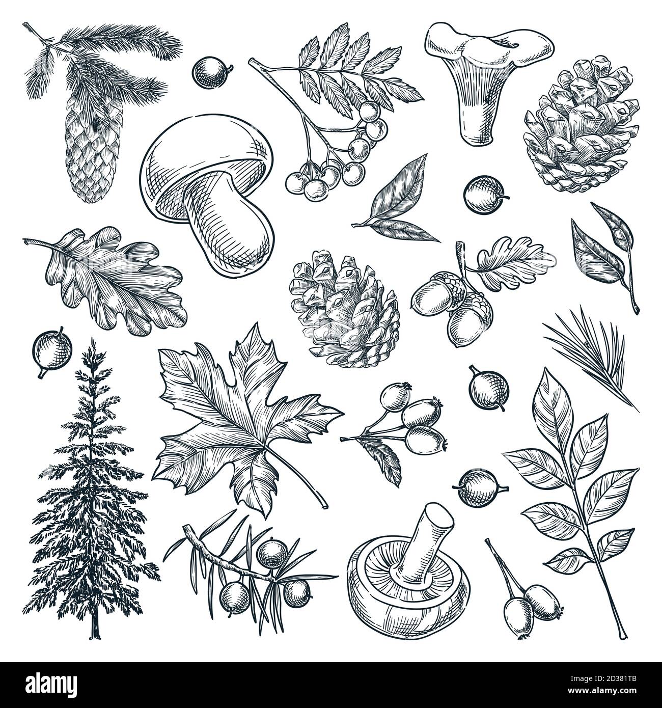 Forest Plants Drawings