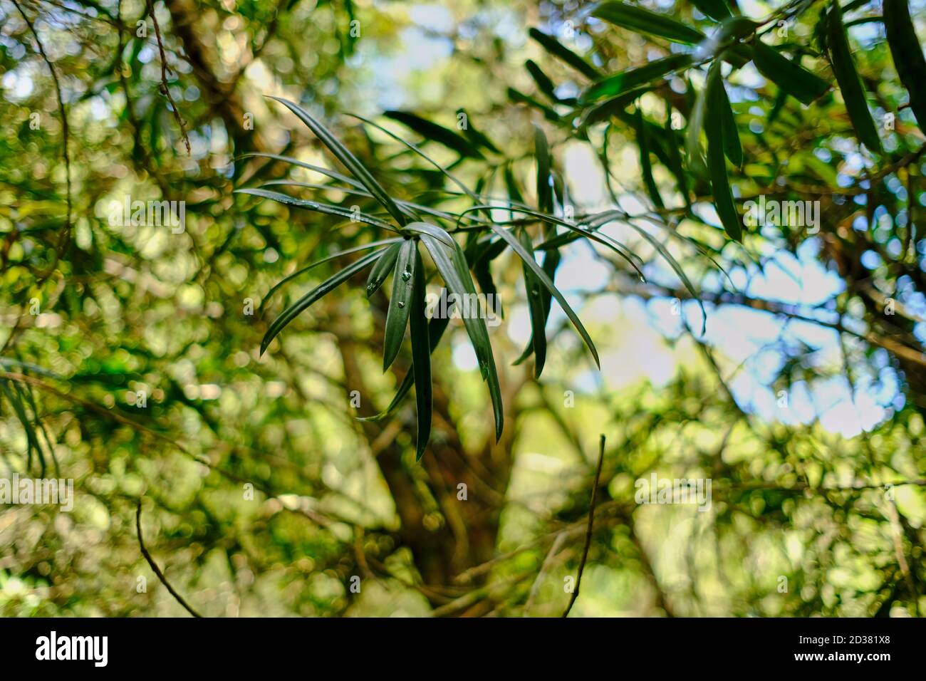 Yellowwood tree hi-res stock photography and images - Alamy