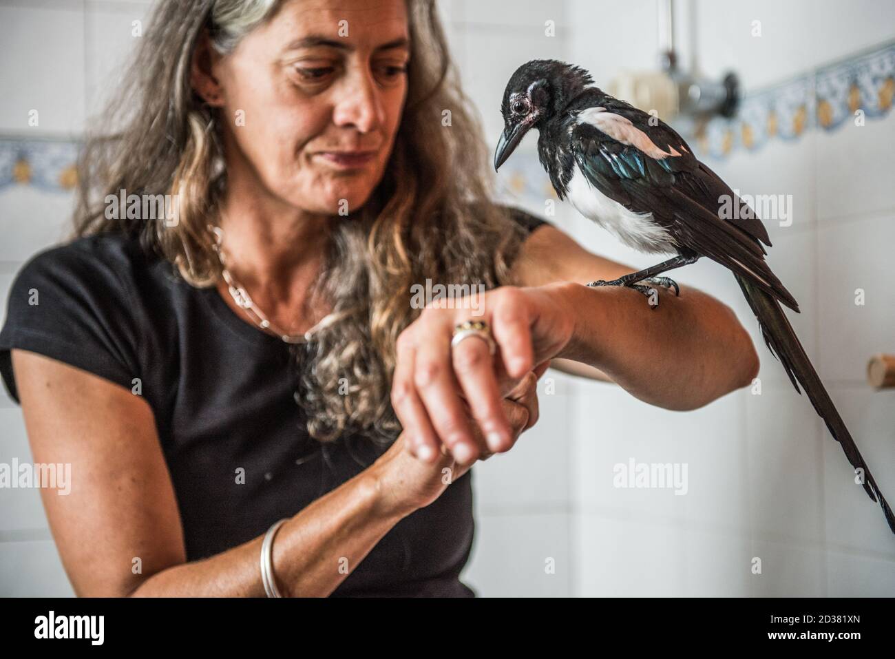 Baby magpie hi-res stock photography and images - Alamy