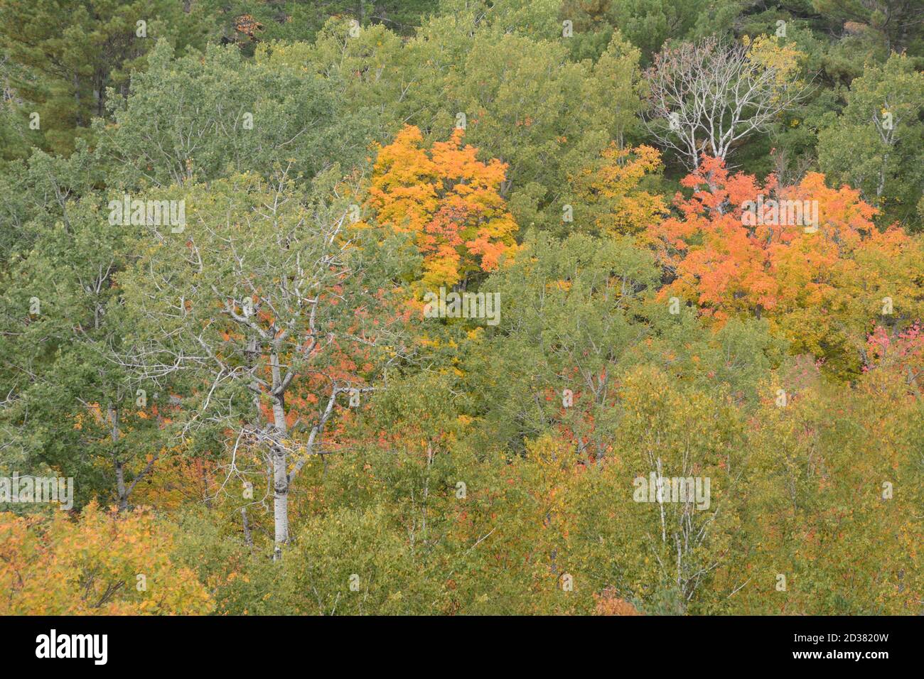 Autumn tree colours in a mixed coniferous and deciduous forest in ...