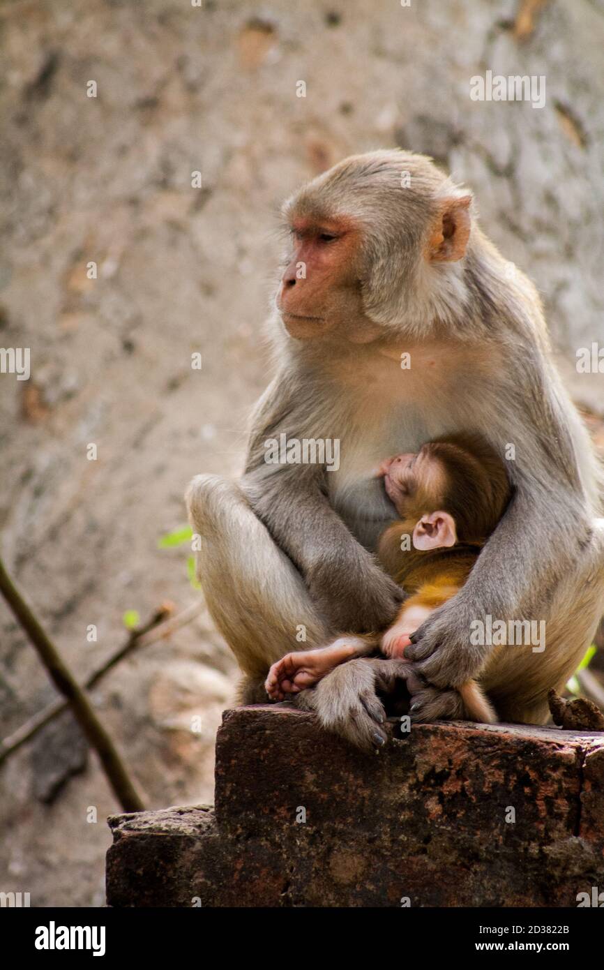 Vertical shot of a mother Rhesus Macaque feeding her baby Stock Photo ...