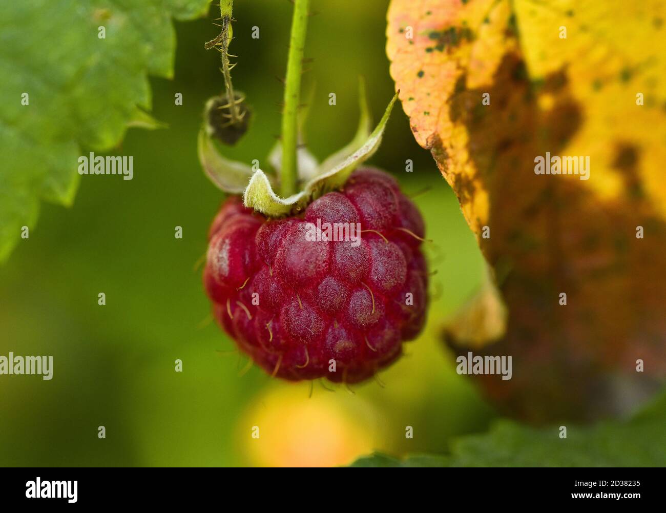 American garden food hi-res stock photography and images - Alamy