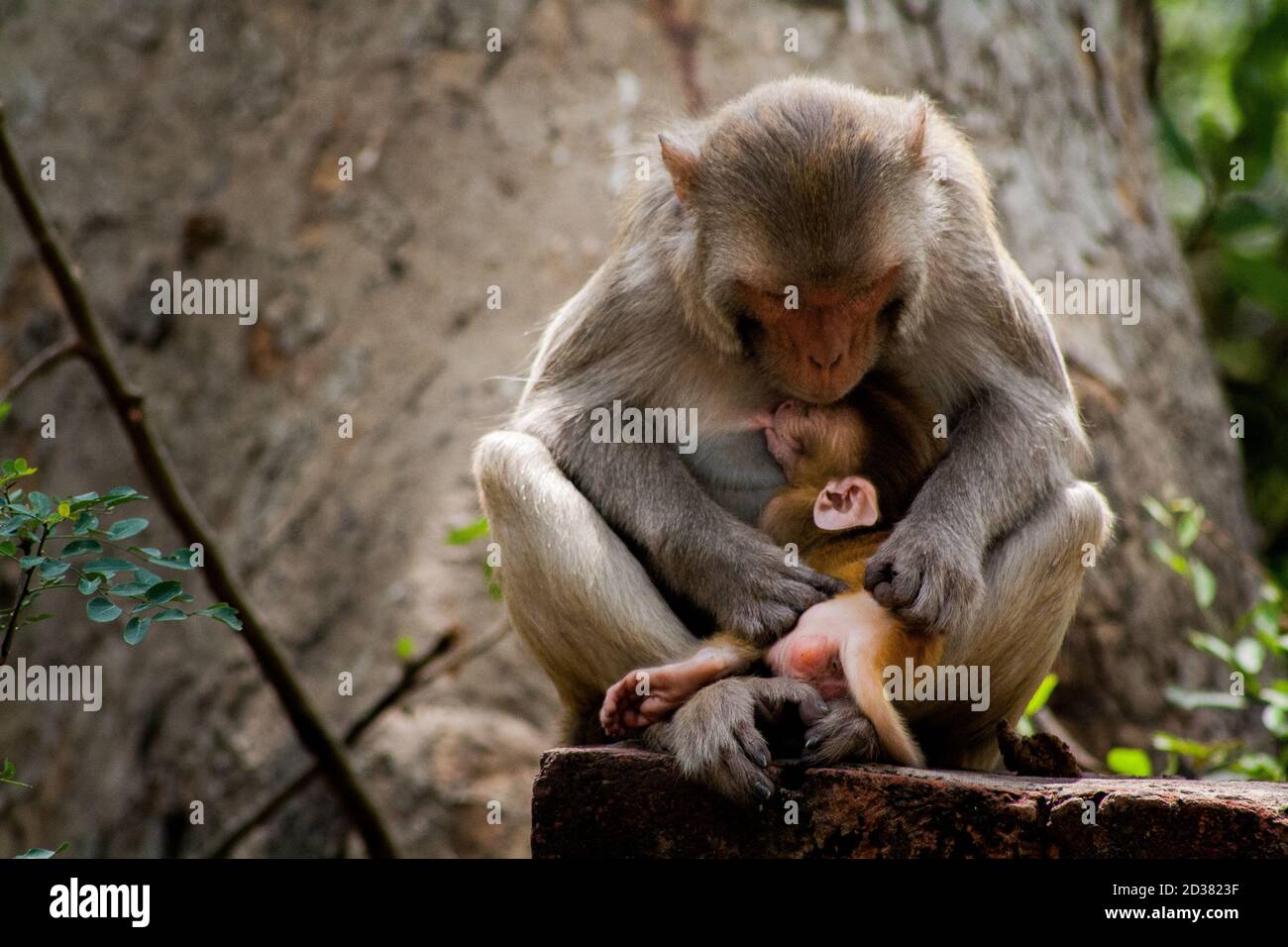 Closeup of a mother Rhesus Macaque feeding her baby Stock Photo - Alamy