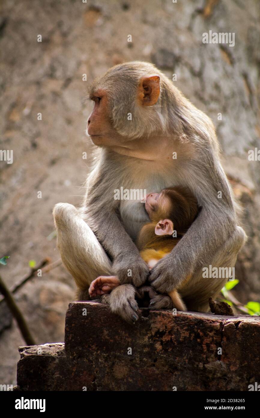 Vertical shot of a monkey mom holding the infant in her hug Stock Photo ...