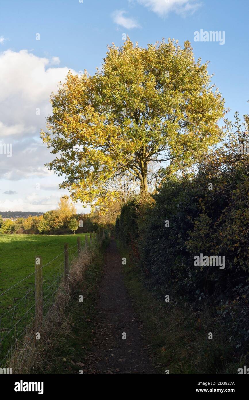 Public footpath, Beauchief Sheffield England UK, rural hedgerow Stock ...